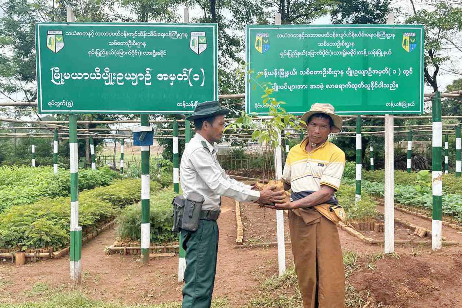 တန့်ယန်းမြို့နယ်တွင် သစ်တောဦးစီးဌာနမှ ဒေသခံပြည်သူများအား သစ်ပင်ပျိုးပင